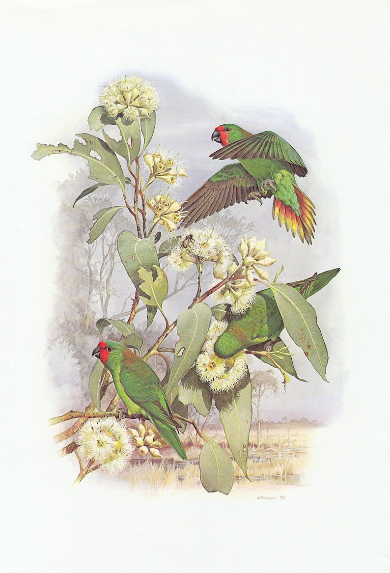 Three Green Little Lorikeets in Gum Tree, NSW VIC Birds, 1981 Vintage ...