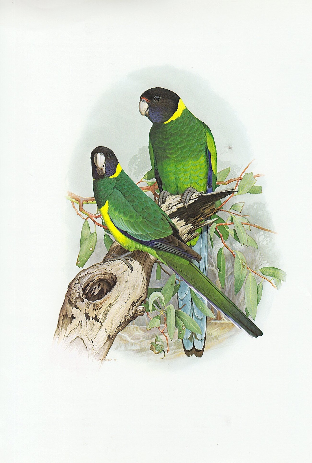 Two Green Parrots in Tree, Port Lincoln and Twenty Eight Parrot, 1981 ...
