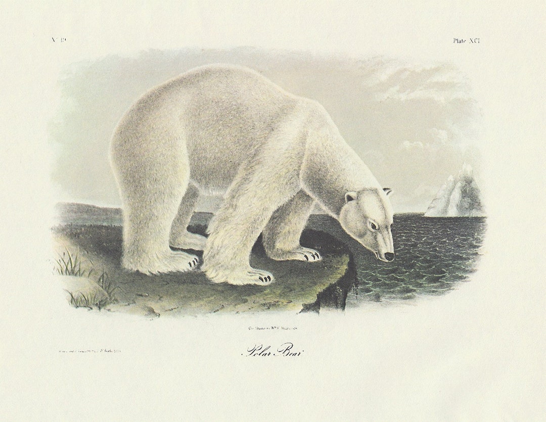 Vintage Print of White Polar Bear, Natural History Illustration - Etsy