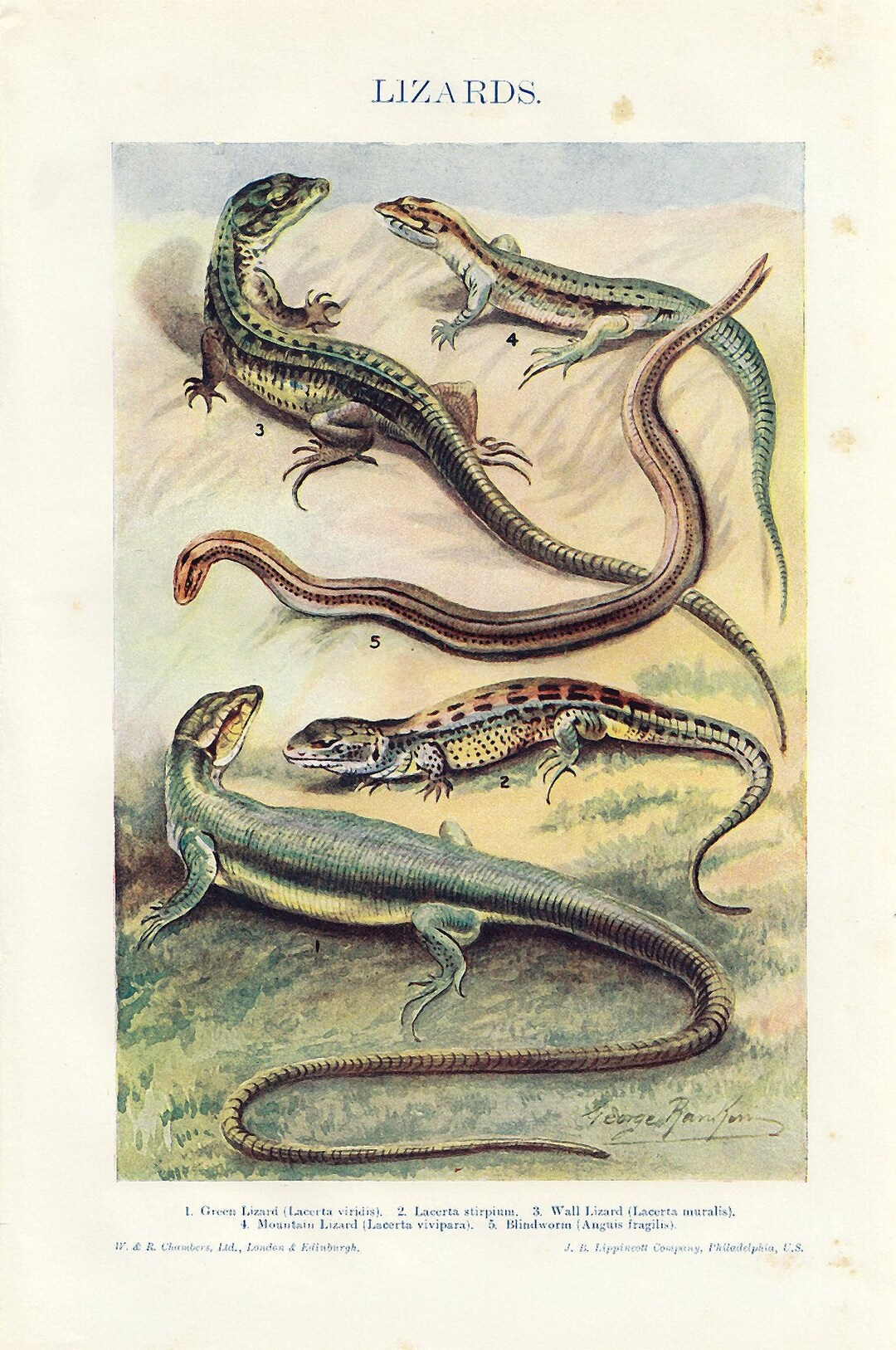 1920s Chromolithograph Print of Lizards, Antique Illustration of ...