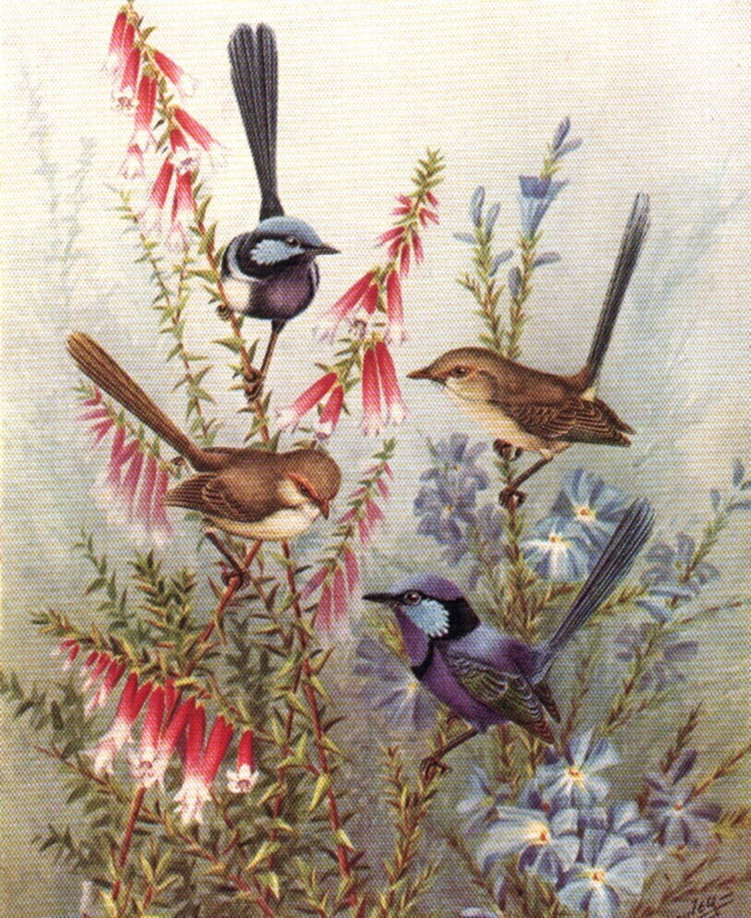 Blue Fairy Wrens With Fuchia Pink and Blue Flowers, 1949 Vintage Print ...