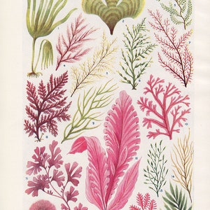 SEA WEED Seaweeds, 1950s Vintage Botanical Sea Plants Print, Double ...
