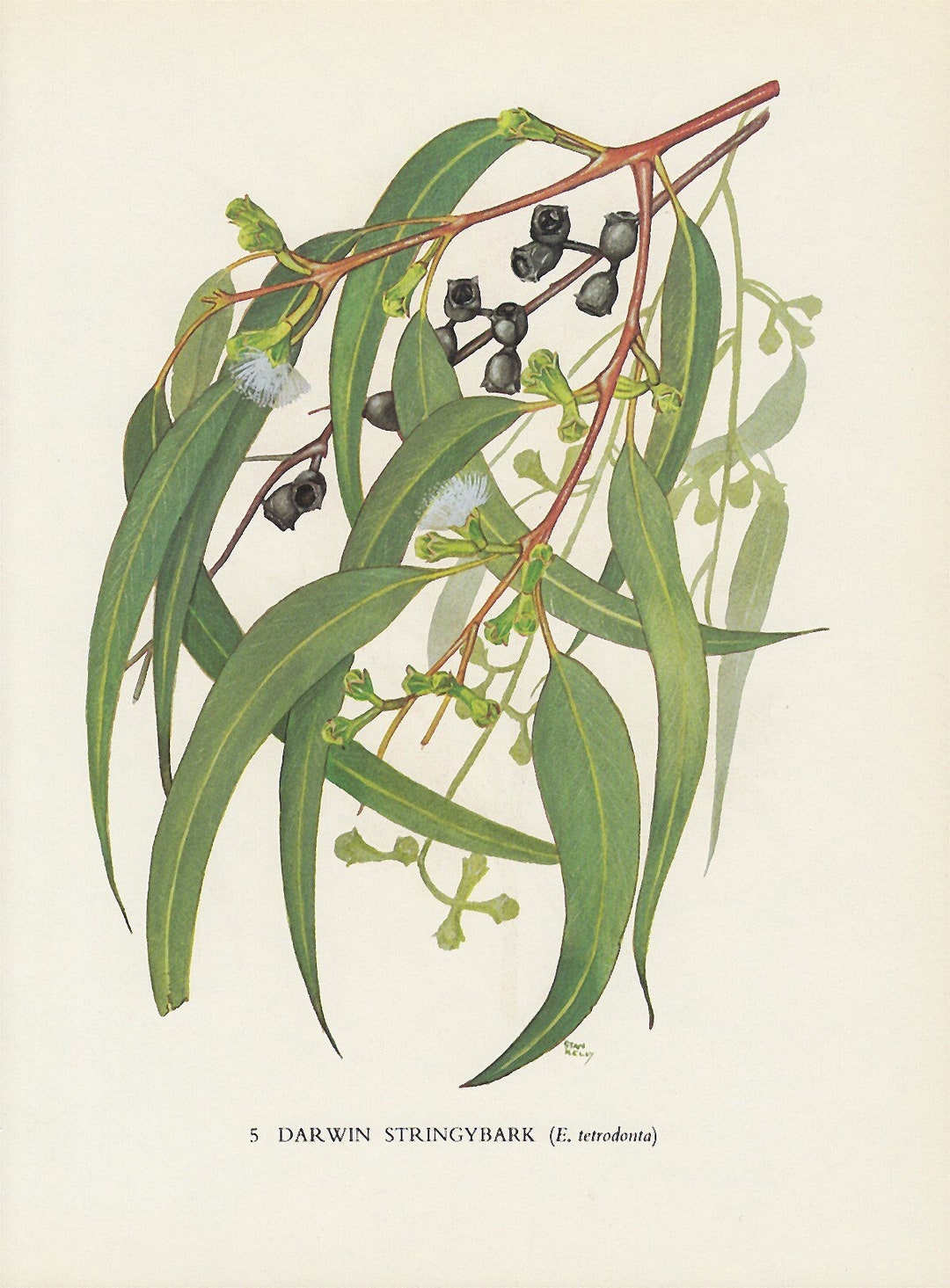 This item is unavailable - Etsy