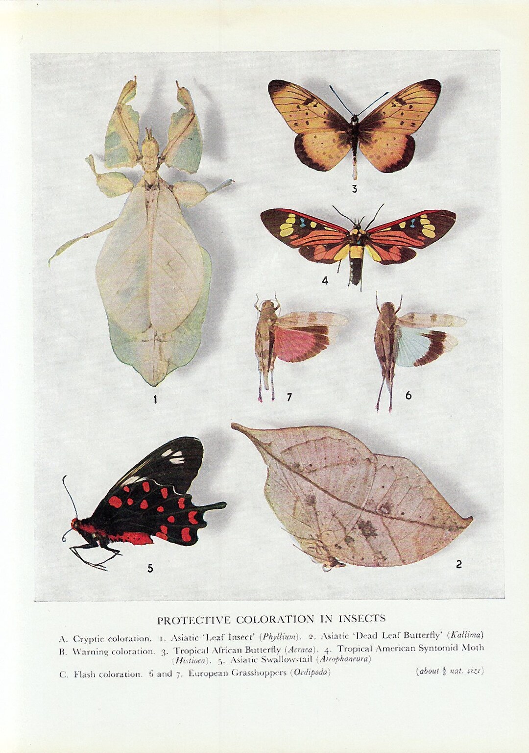 Assorted Insects and Protective Coloration, Leaf Insect Butterfly Moth ...