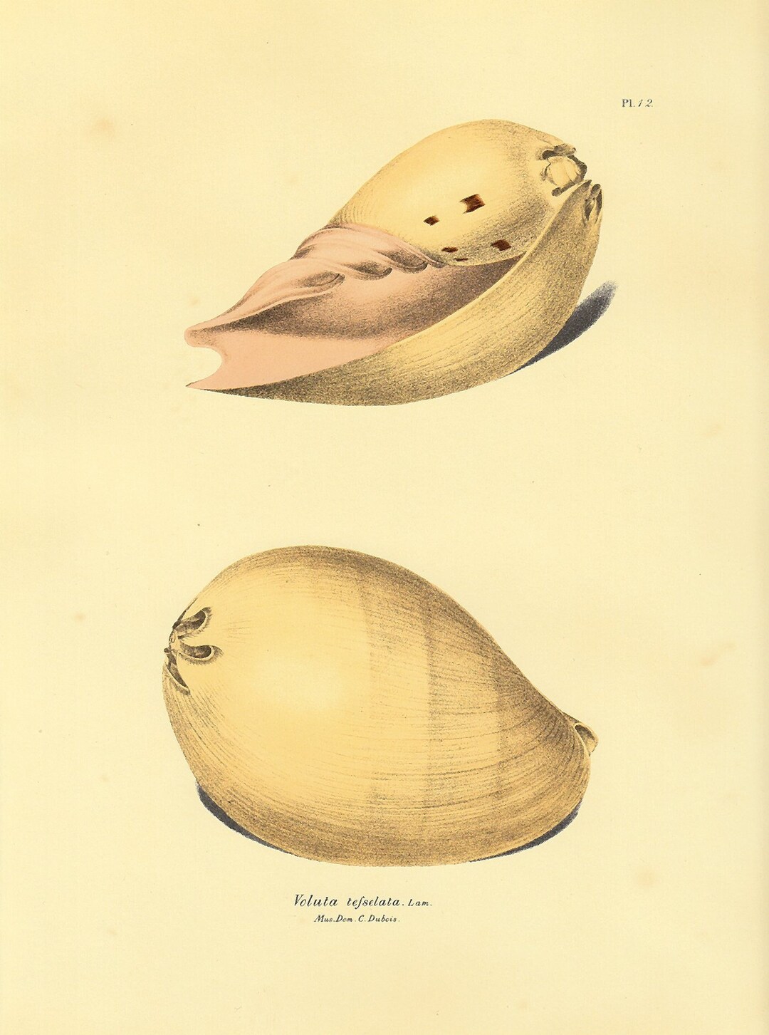 Two Large Voluta Shells 1960s Reproduction of an Antique 1841 - Etsy