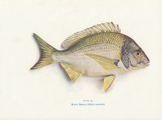 Black Bream 1950s Australian Fish Vintage Print Fish Fishing | Etsy