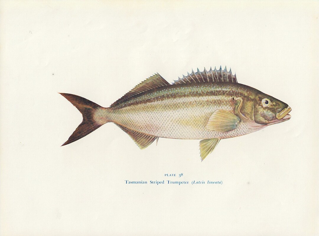 Tasmanian Striped Trumpeter 1955 Vintage Fish Print Fish - Etsy