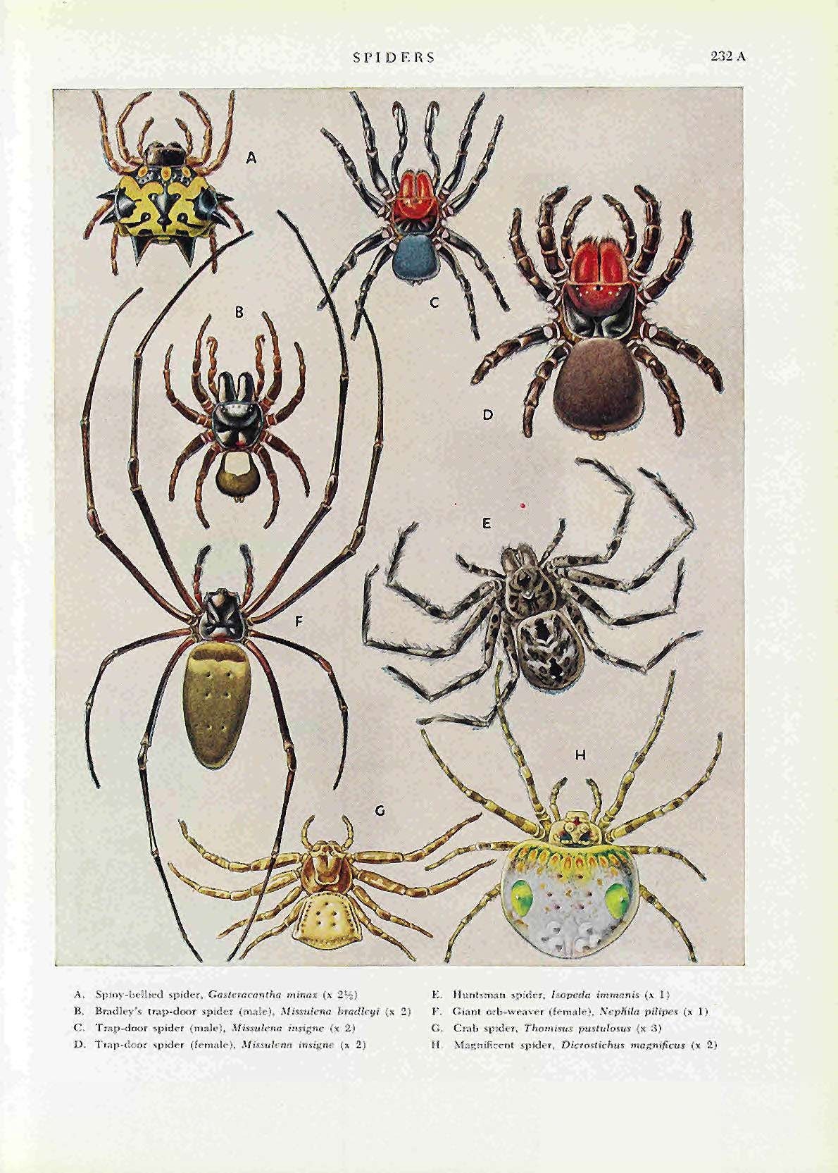 Australian Spiders