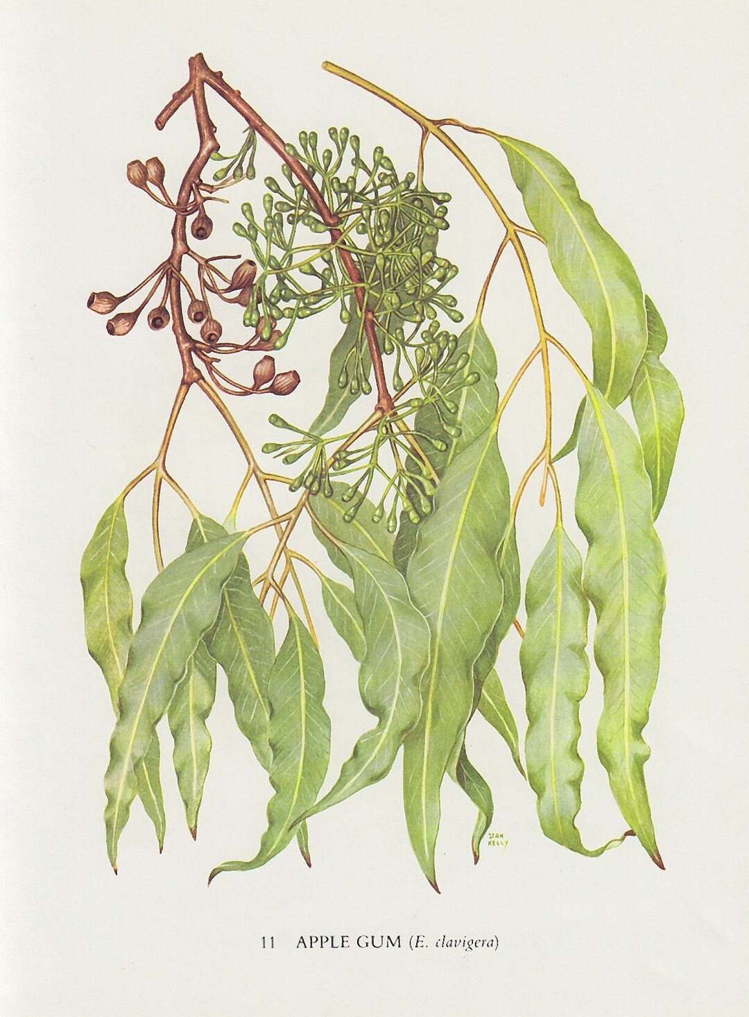 Apple Gum Tree With Gum Nuts and Flower Buds, Botanical Print of ...
