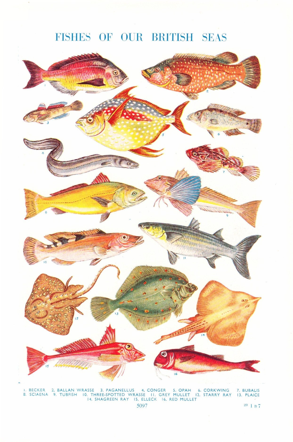 Colourful British FISH Print 1950s Chart of Assorted Fishes | Etsy UK