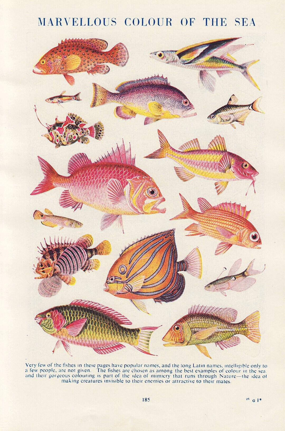 Colorful Ocean FISH Print, 1950s Vintage Print, Pink Orange Bronze ...