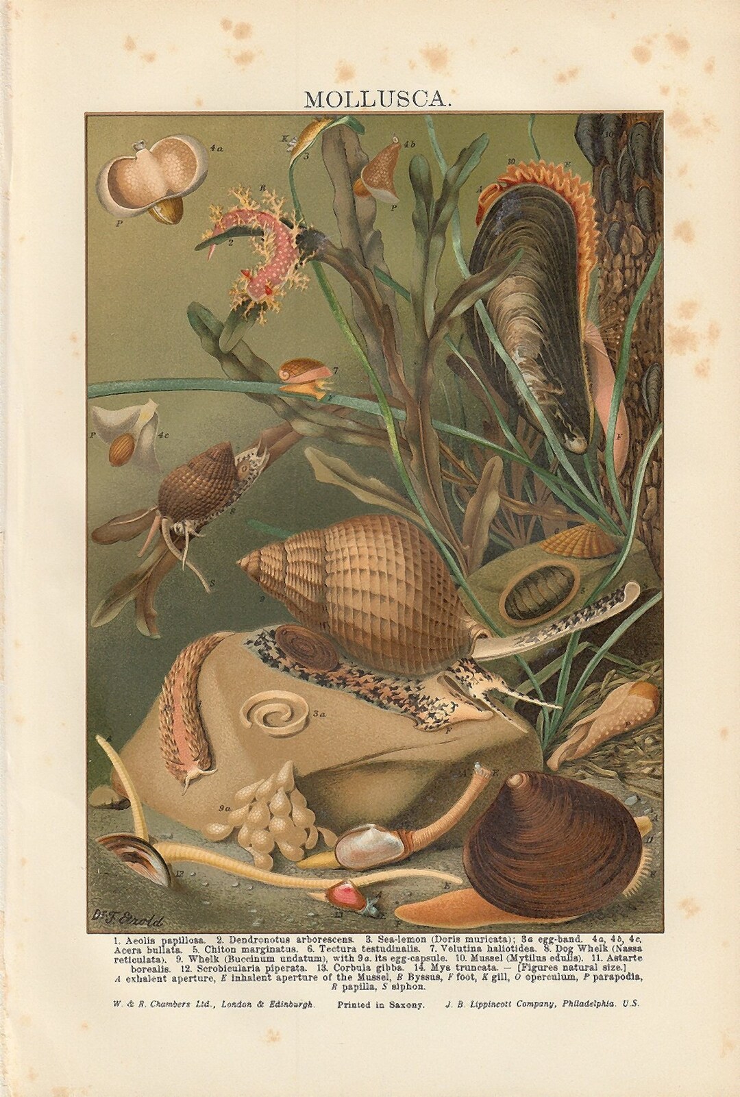 Sea Snails Mollusc Mollusca Illustration, Stunning 1926 Antique ...