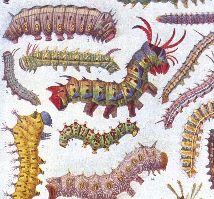 Instant Download dryandra moth caterpillar Printable Digital Stamp ...