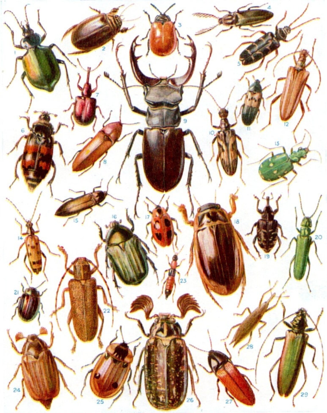 British BEETLES Print 1950s Beetles and Bugs Print Insect | Etsy