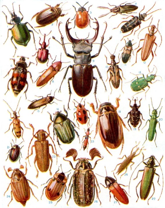 British BEETLES Print 1950s Beetles and Bugs Print Insect | Etsy