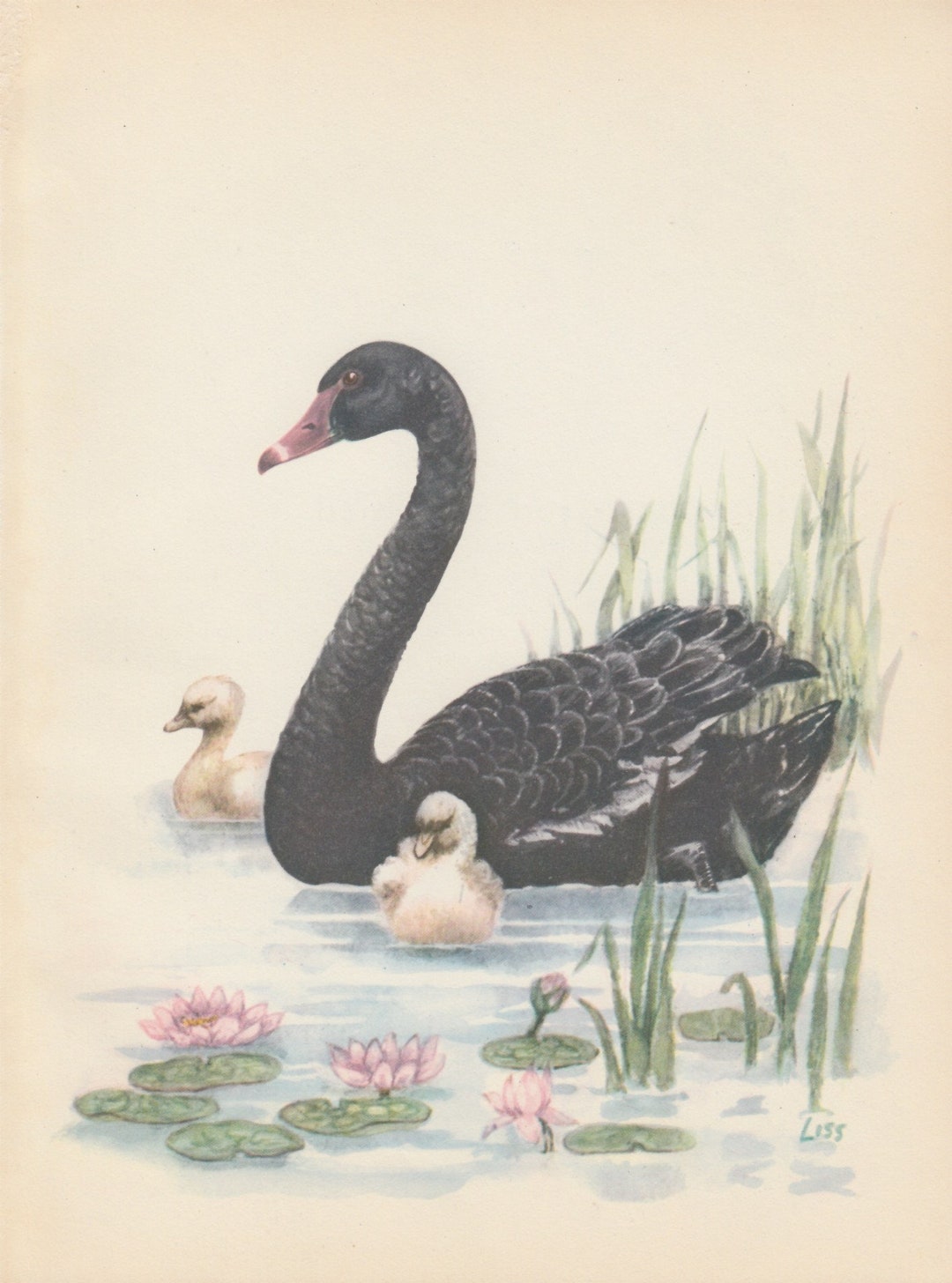 Black Swan Print Australian Water Birds Print Bird Decor - Etsy