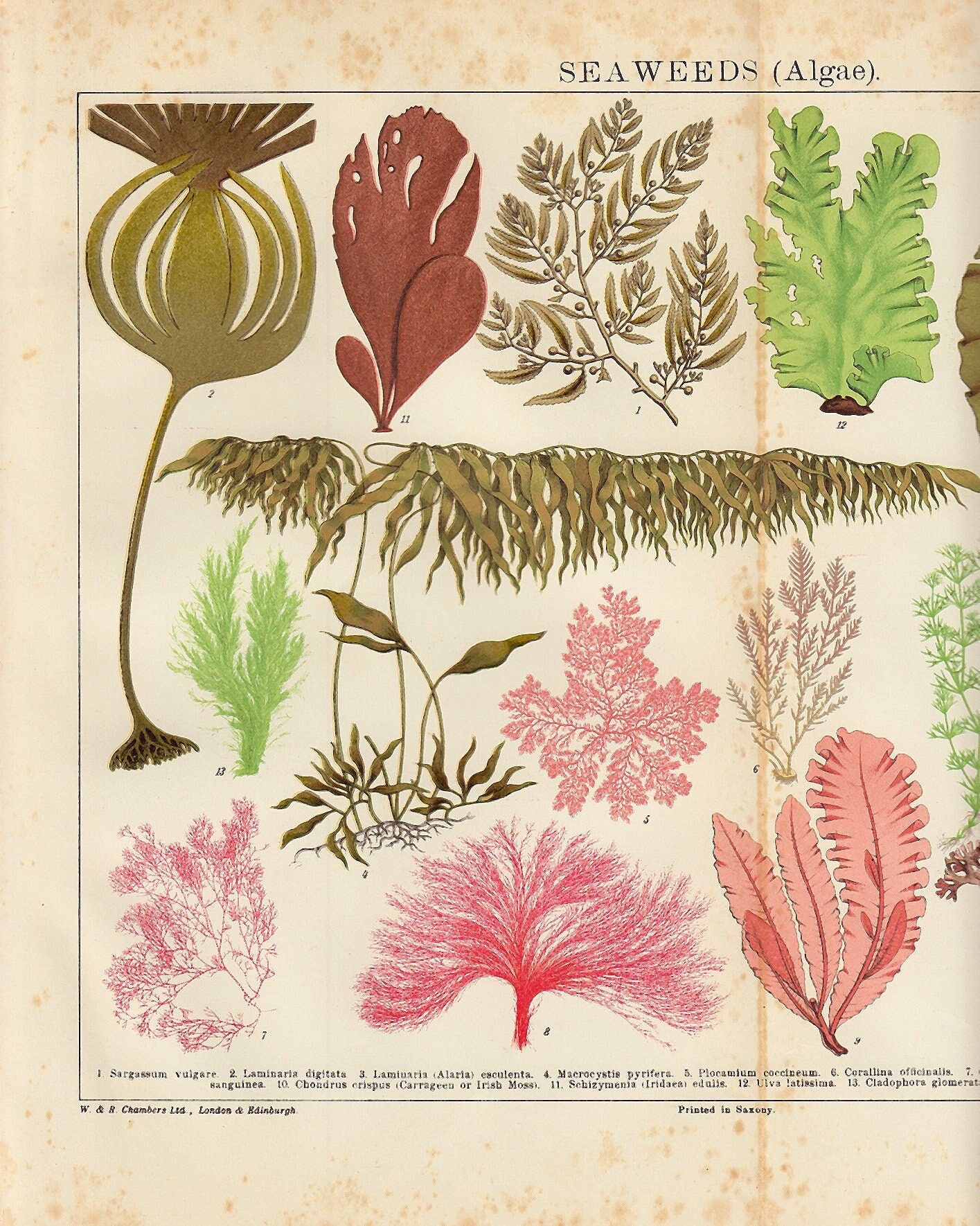 Corallina Under Microscope