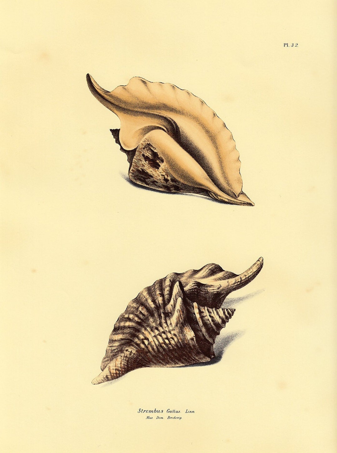 Illustration of Two Strombus Shells 1960s Reproduction of an - Etsy