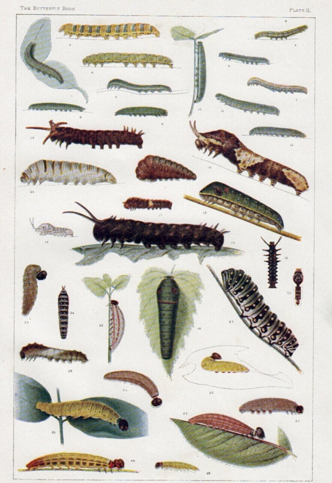 Larvae Identification