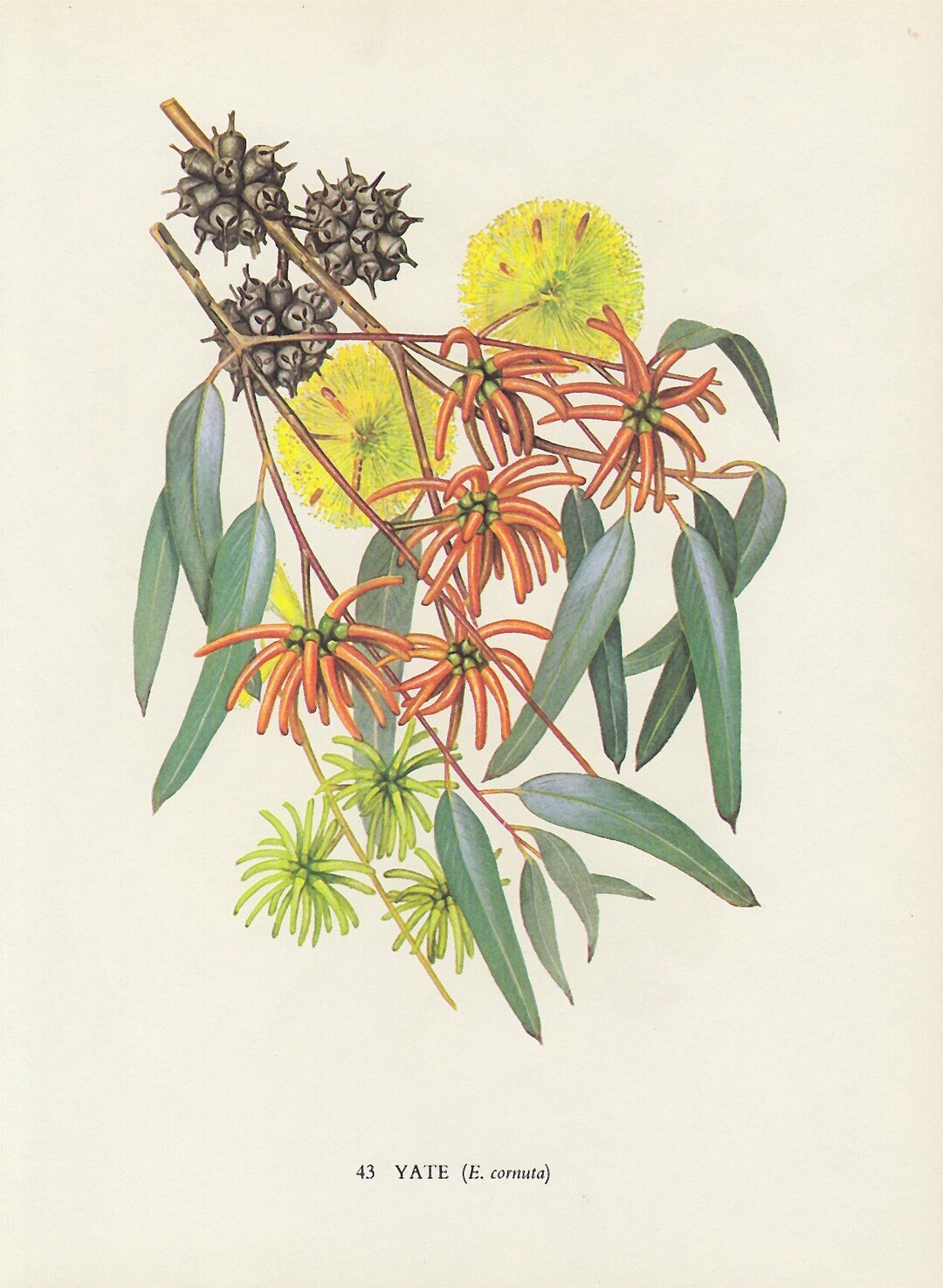 Yate Tree, Botanical Print of Flowering Australian Gum Tree With Yellow ...