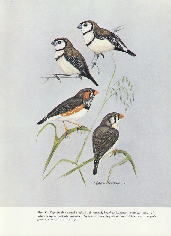 Black And White Finch Bird