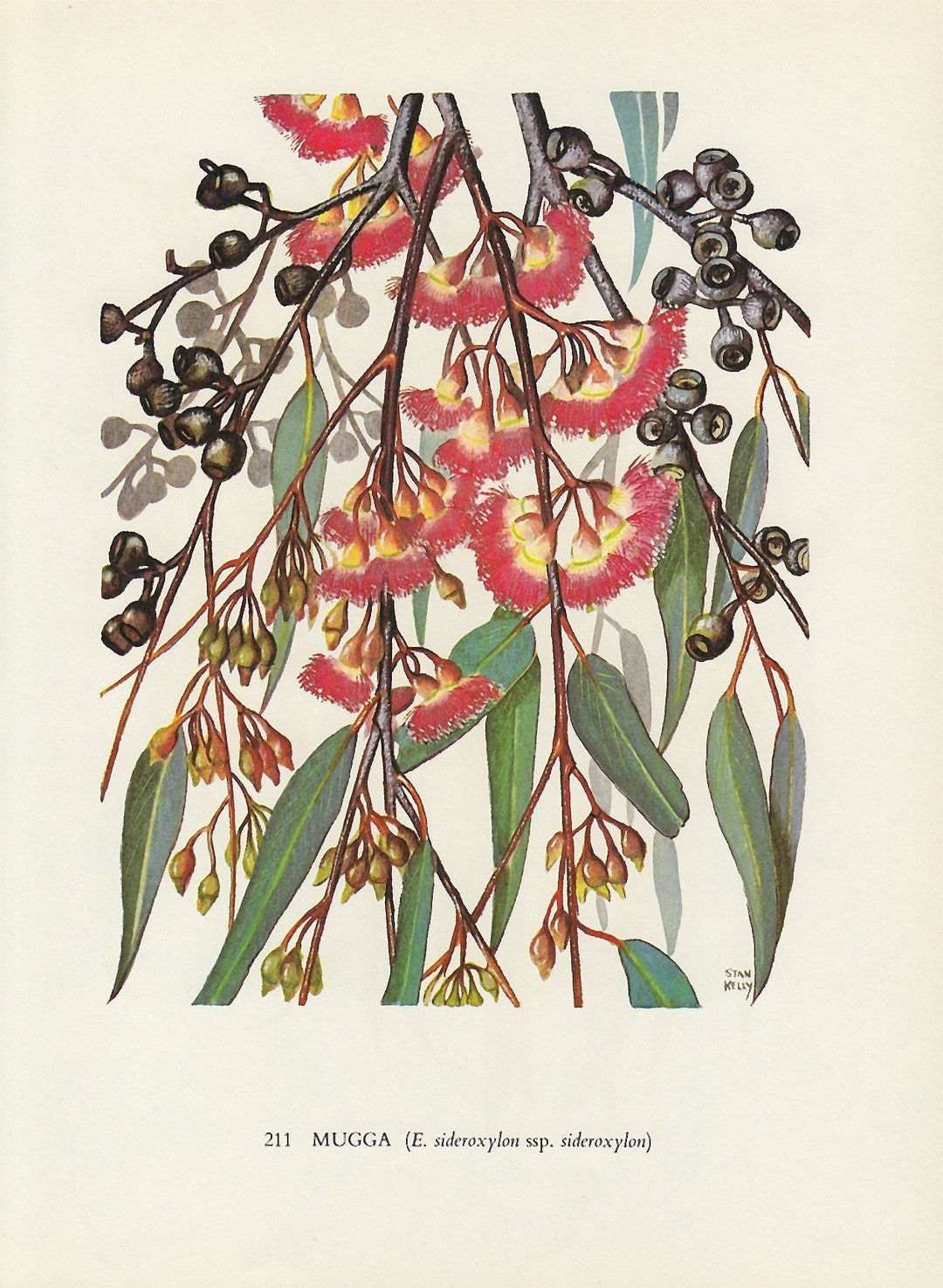 Mugga Gum Tree Botanical Vintage Print Australian Eucalypt - Etsy