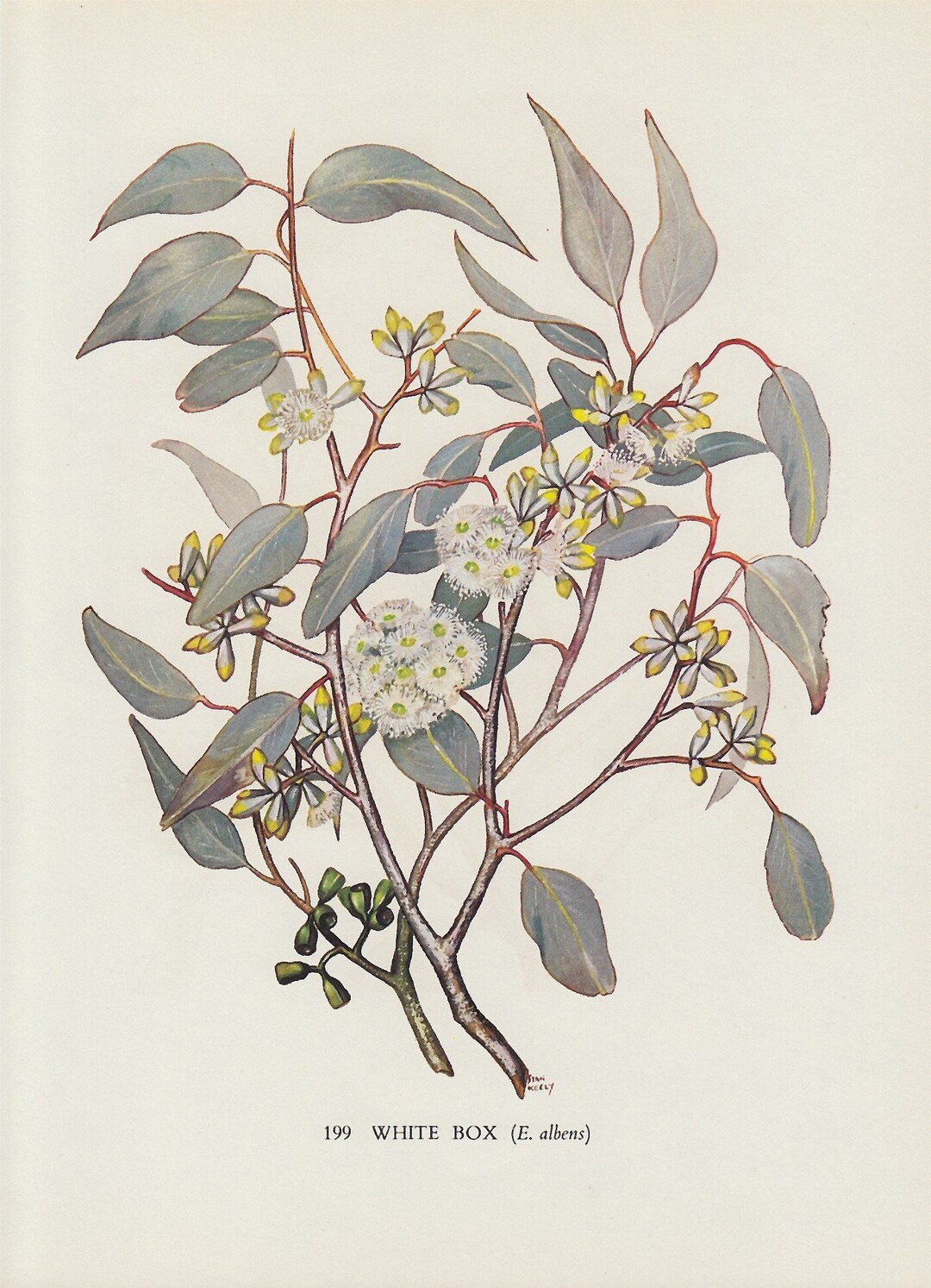 White Box Gum Tree With White Flowers, Australian Eucalypt Botanical ...