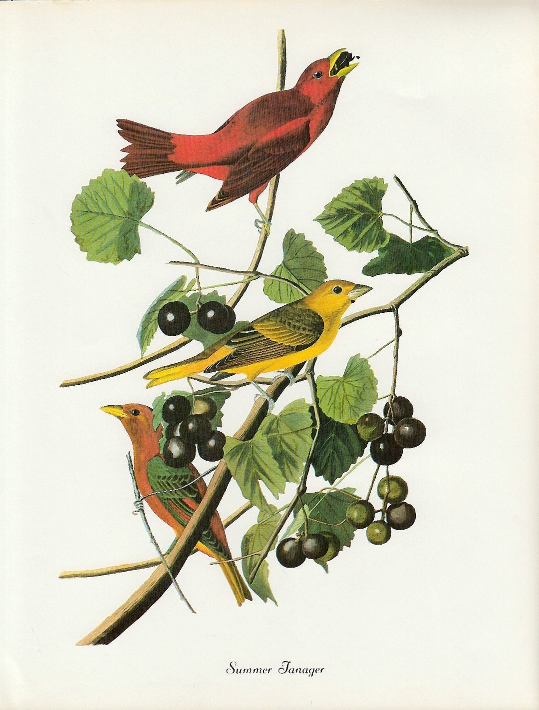 Red and Tellow Tanger Birds 1970s Vintage Bird Print Bird - Etsy