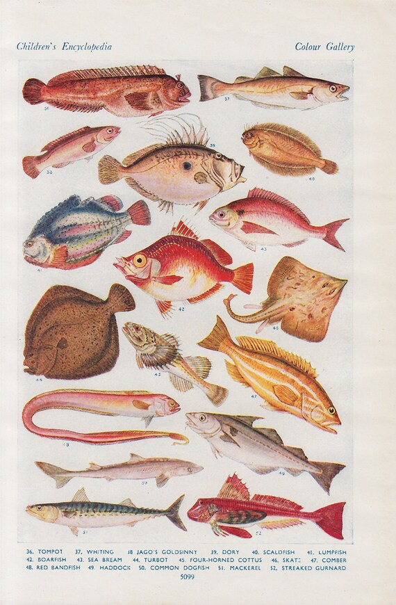 Prints Lithographs tropical fish print fish specimen chart 1950s chart ...