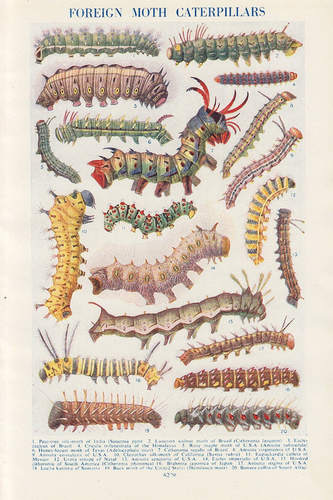 Colourful Moth CATERPILLARS Caterpillar Print, 1950s Double Sided ...
