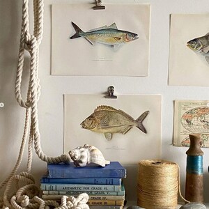 Sand Mullet Illustration, 1950s Australian Fish Vintage Print, Fish ...