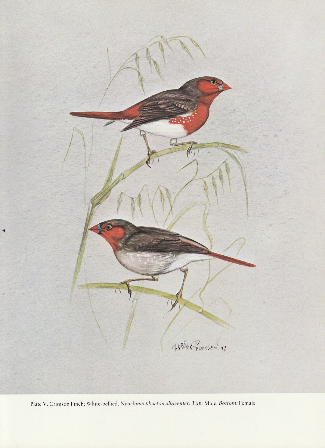 Two Crimson Finches Illustration, 1960s Vintage Bird Print, Australian ...
