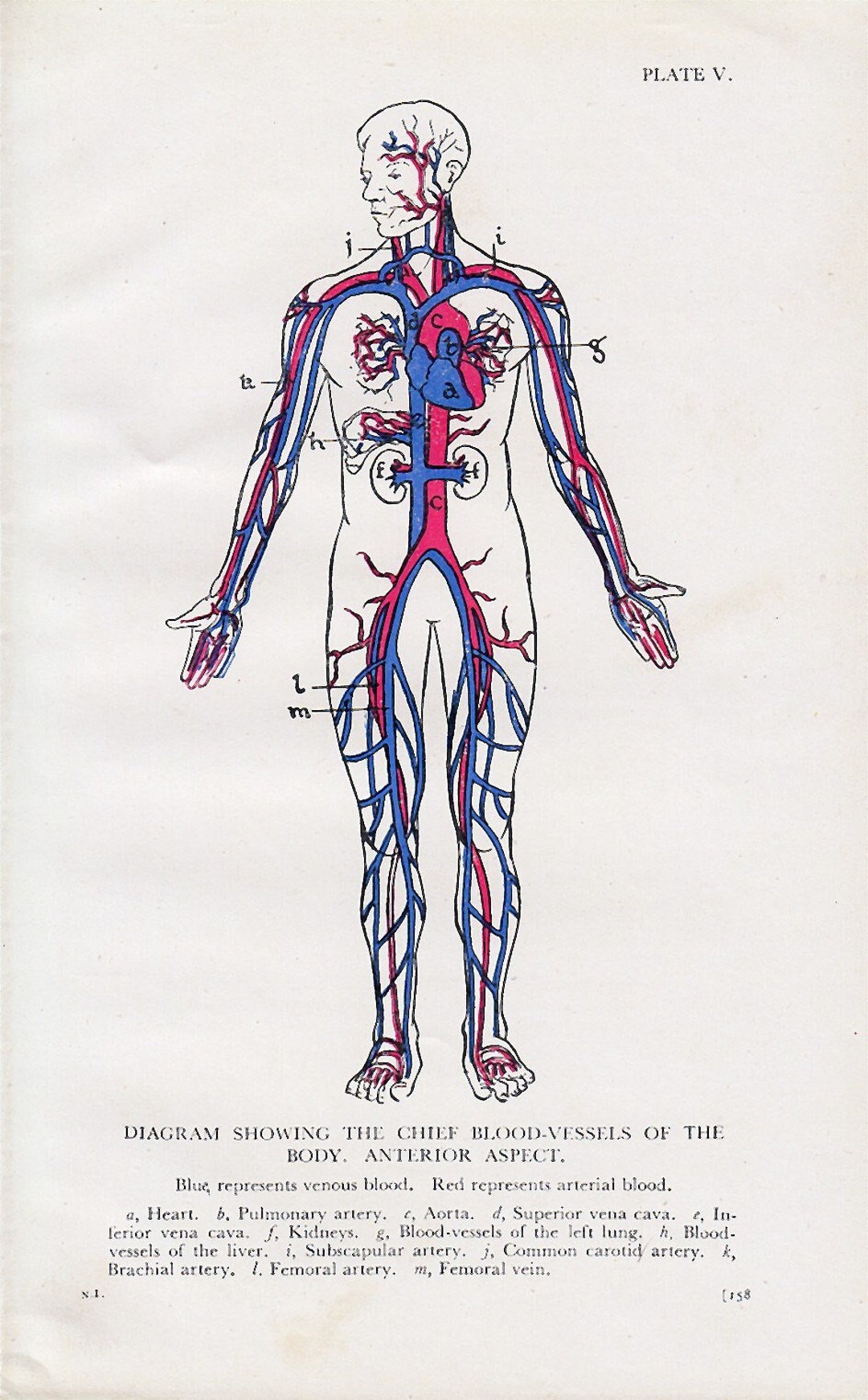 Vintage Medical Diagram Showing Chief Blood Vessels of the - Etsy