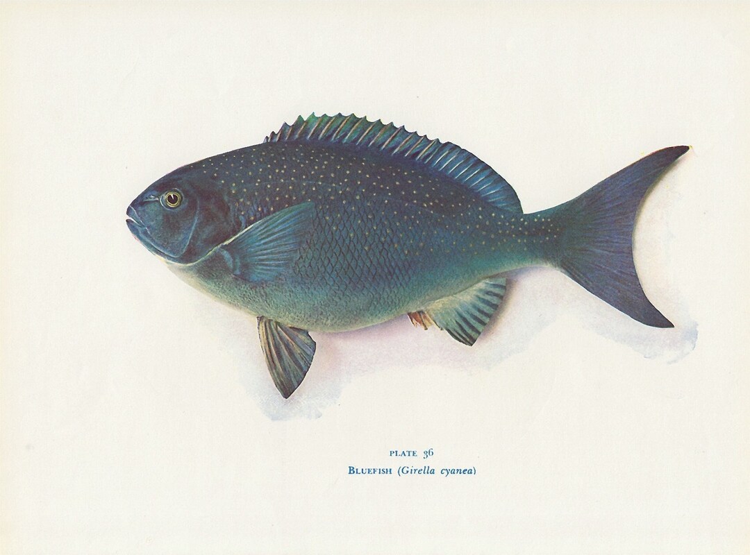 Fish Illustration Bluefish, 1950s Fish Vintage Print, Nautical Style ...