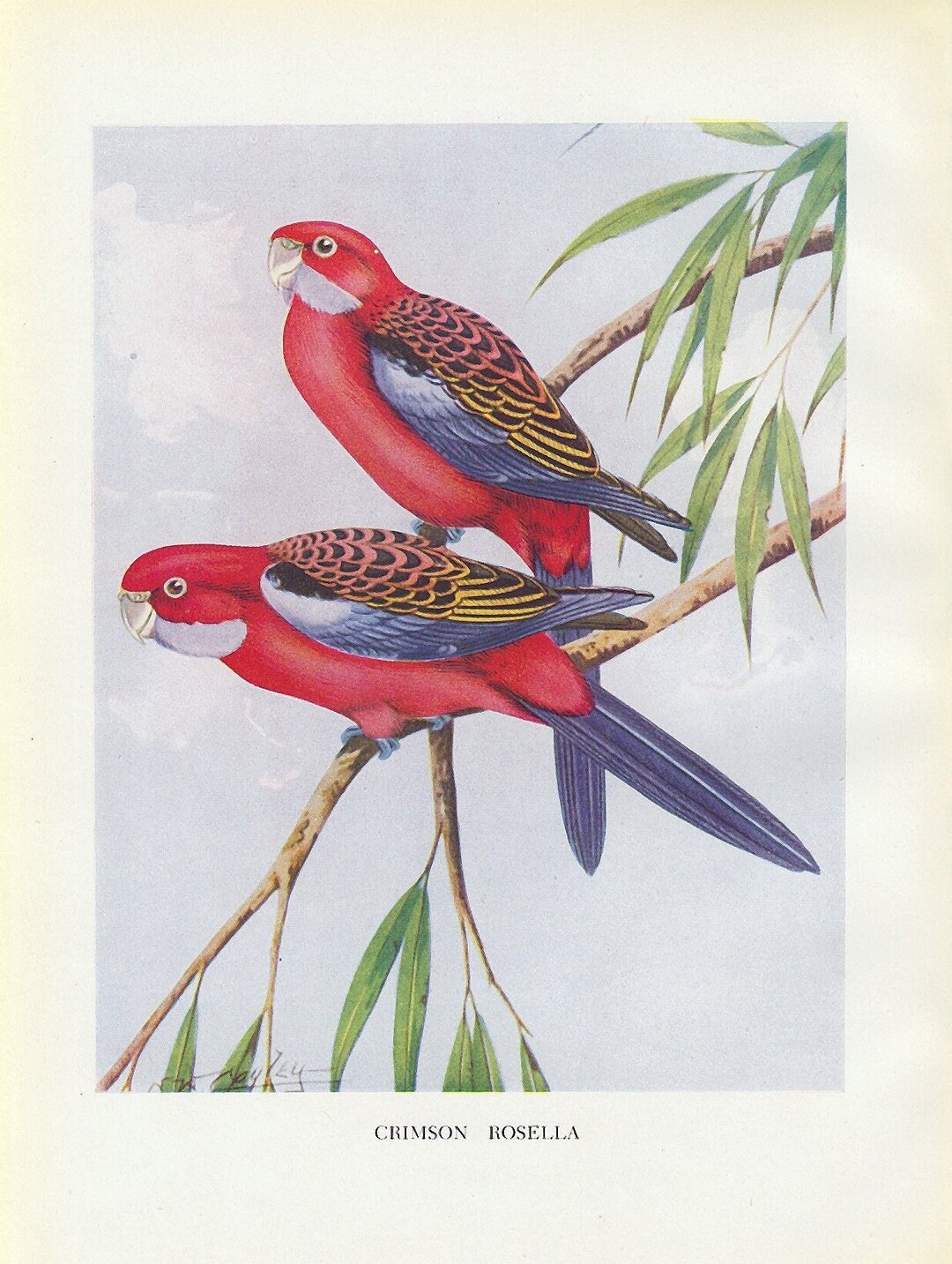 Crimson Rosellas Illustration, Red Blue Rosella, 1949 Vintage Bird ...