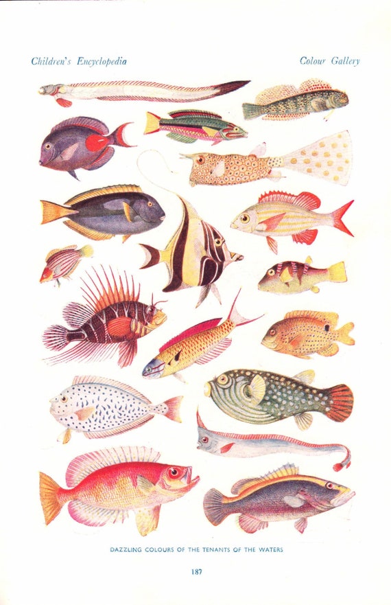 Tropical Fish Chart