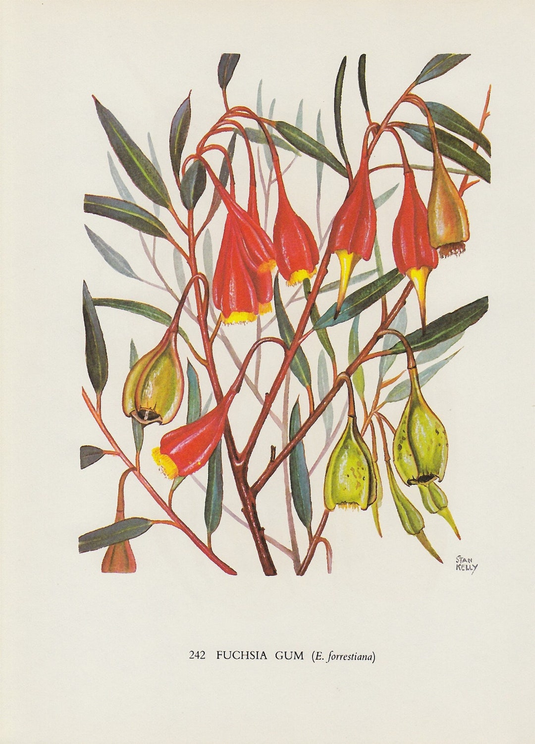 FUCHSIA GUM With Seed Pods Gum Nuts, Vintage Botanical Print 242 ...
