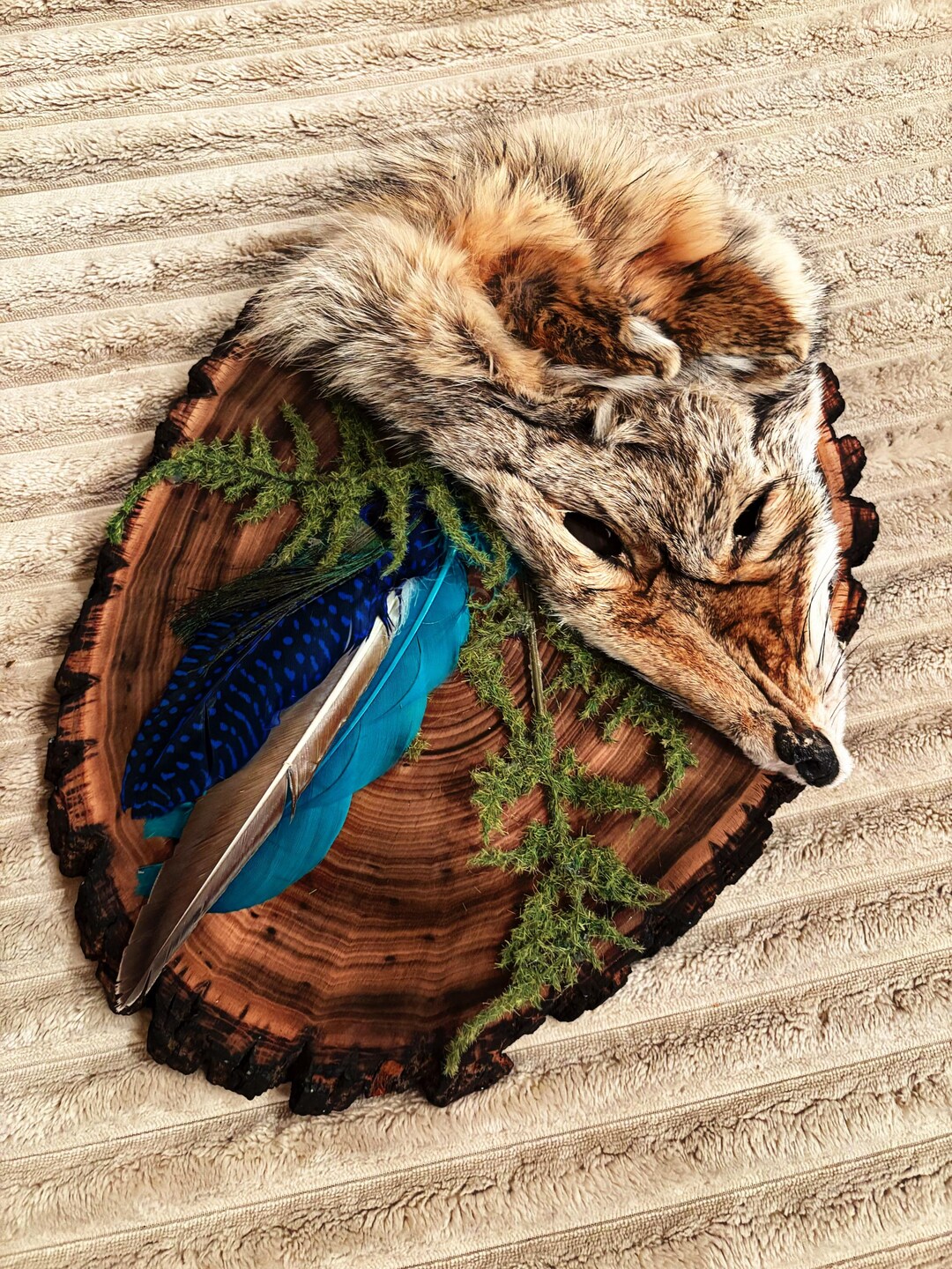 Real Coyote Skin/fur Head Decorative Piece - Etsy