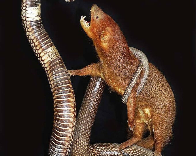 Mongoose Fighting a Cobra, Bizarre Taxidermy - Etsy