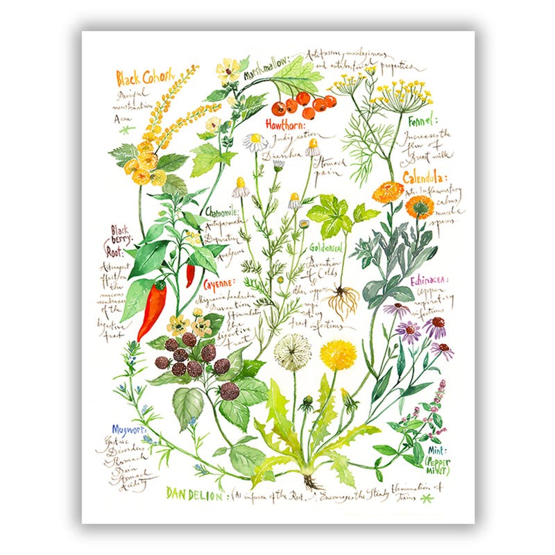 Herb Poster - Etsy