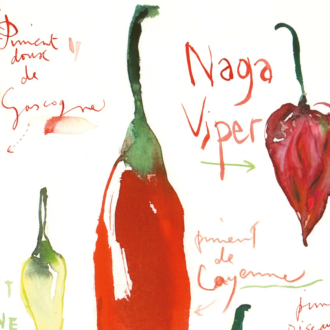 Les piments rouges aquarelle décor cuisine Tex Mex poster - Etsy France