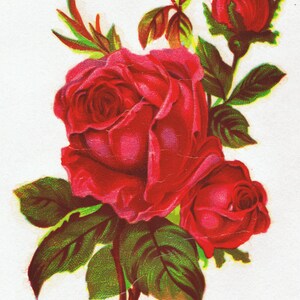 1 Red Rose Victorian Design Vintage Decals Transfer Floral Shabby Chic ...