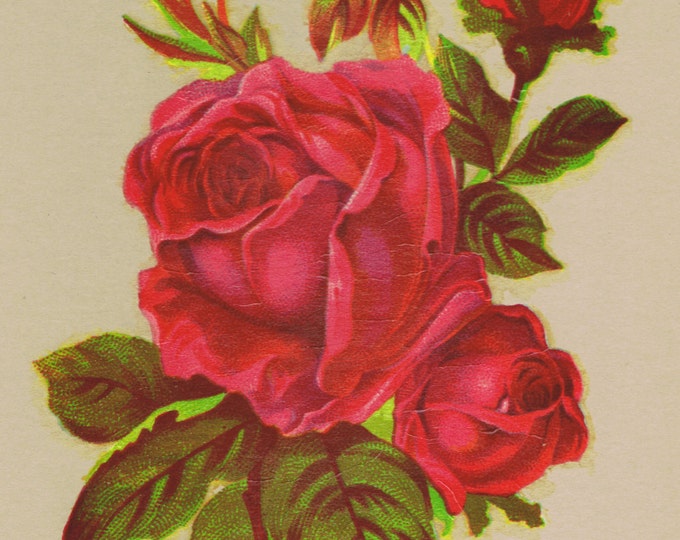1 Red Rose Victorian Design Vintage Decals Transfer Floral Shabby Chic ...