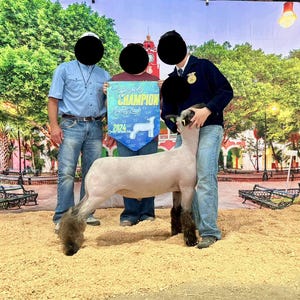 Livestock Grand Champion Showmanship Award Banner. County Fair. Jackpot ...