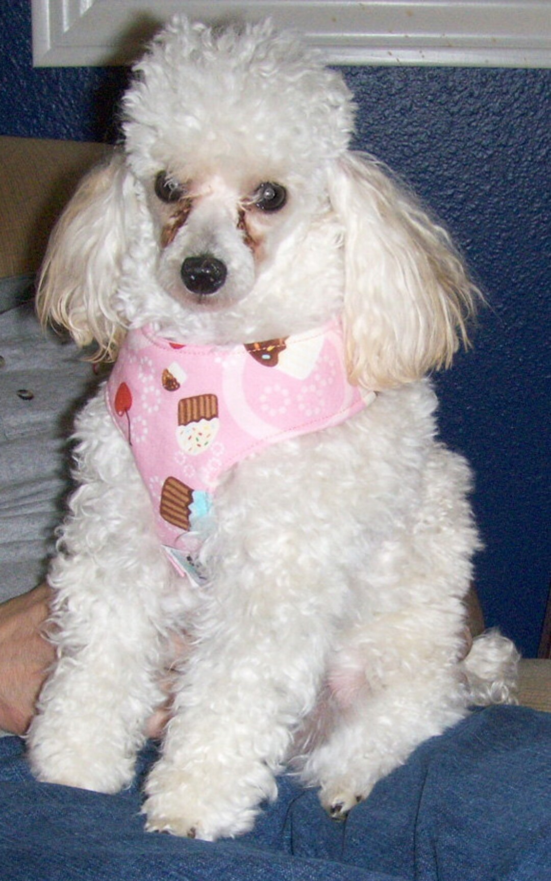 Cupcake Comfort Soft Harness for Walking or in the Car - Made to Order ...
