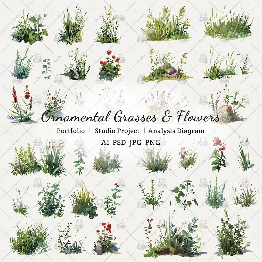 Flat Vector Ornamental Grasses and Perennials – 37 Ai Psd Jpg Png ...
