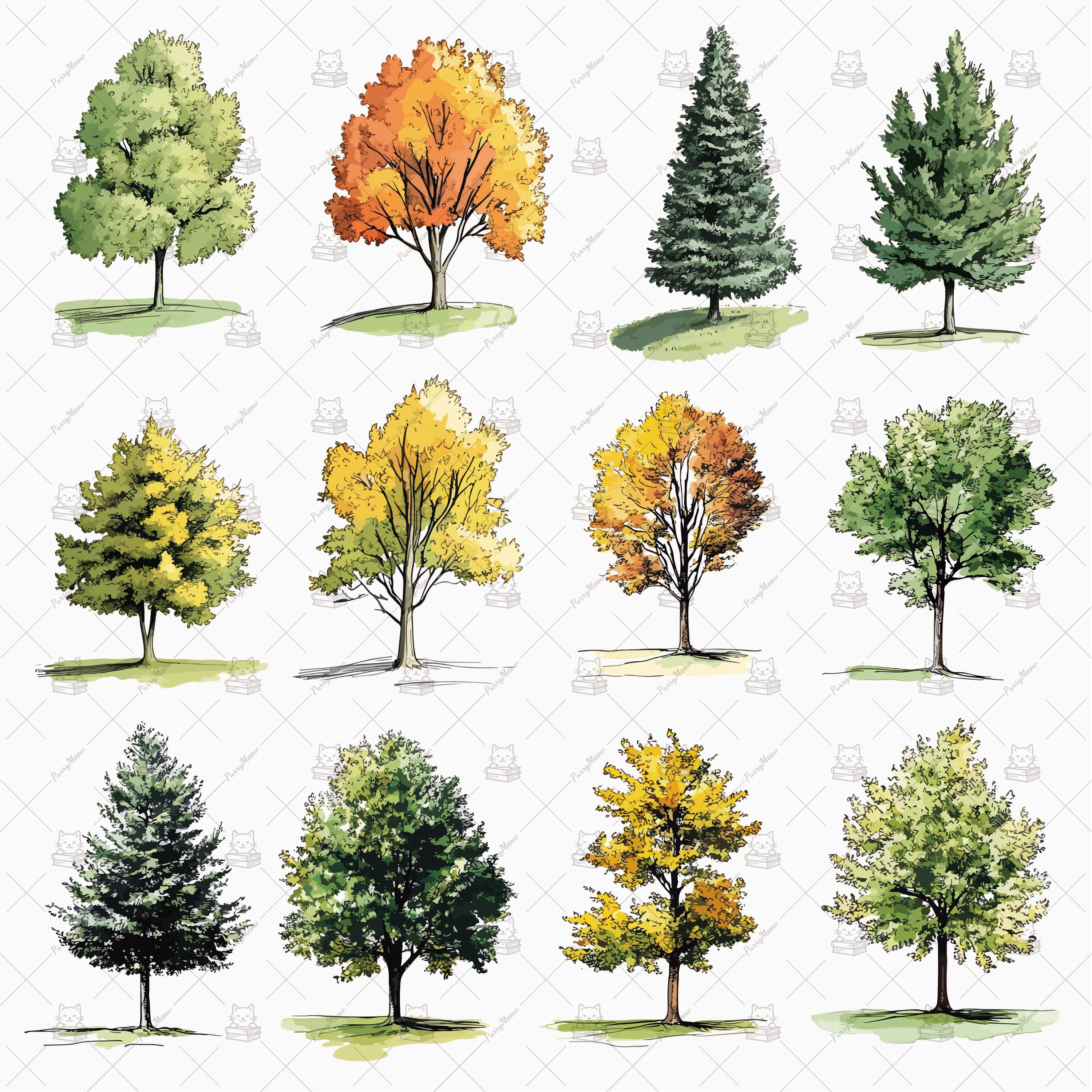 Architectural Tree Elevations – 48 Vector Trees AI PSD PNG Jpg ...