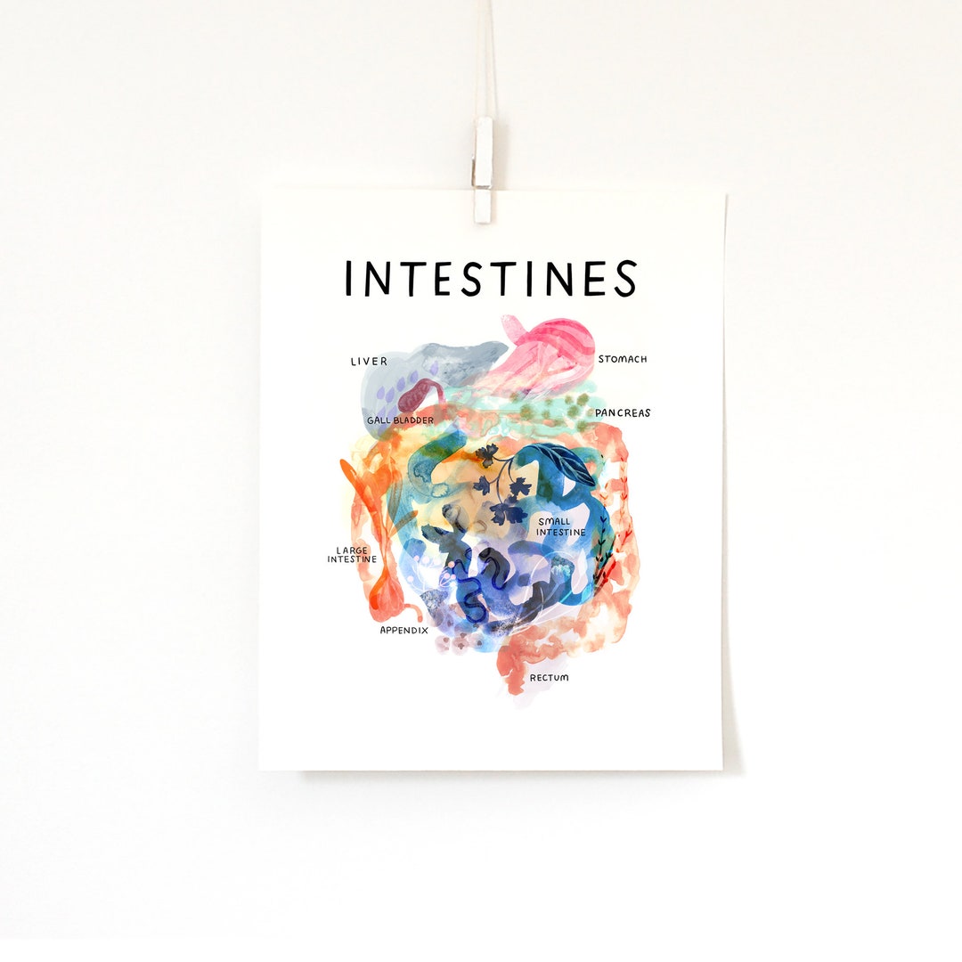 Anatomical Intestines, Print - Etsy