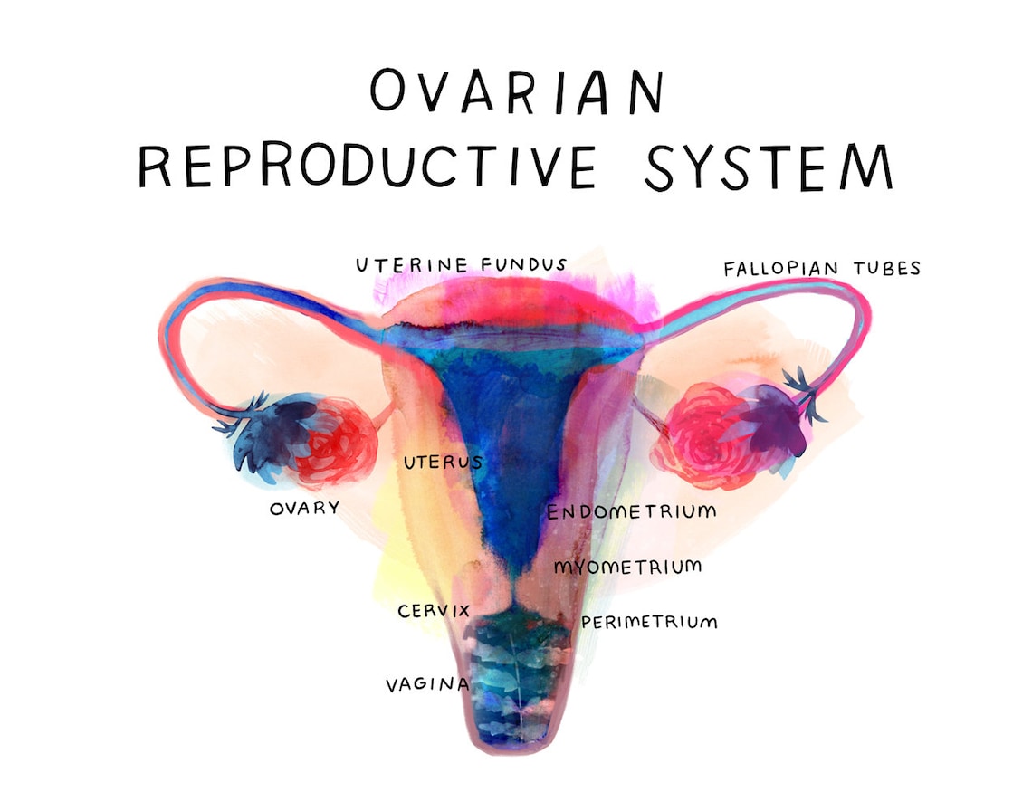 Ovarian Reproductive System print | Etsy