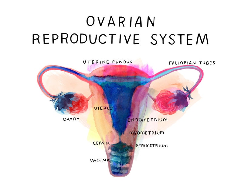 Ovarian Reproductive System, Print - Etsy